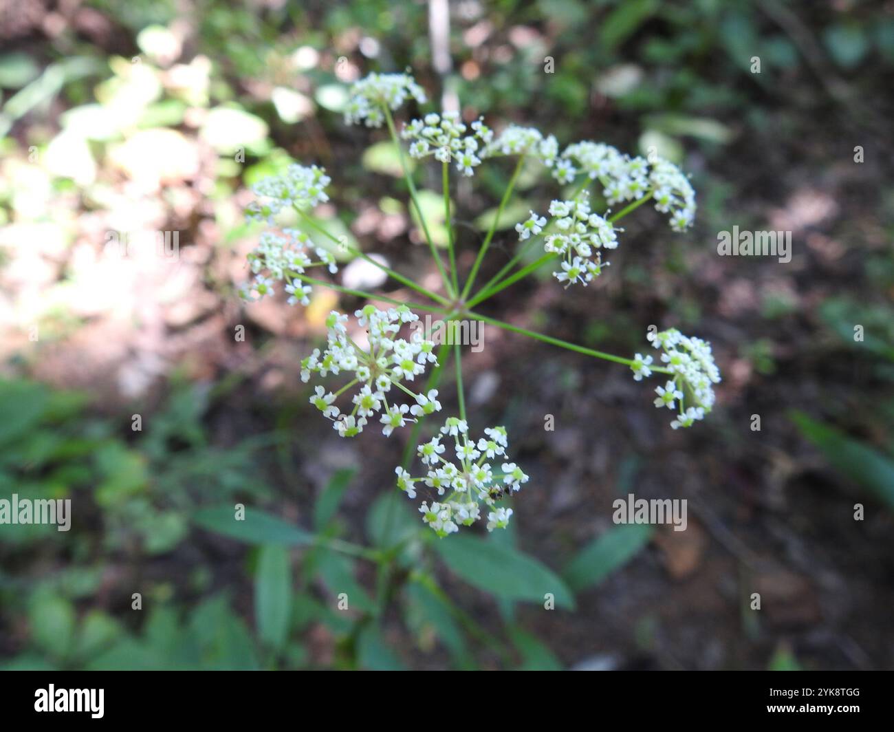 Oxypolis rigidior hi-res stock photography and images - Alamy