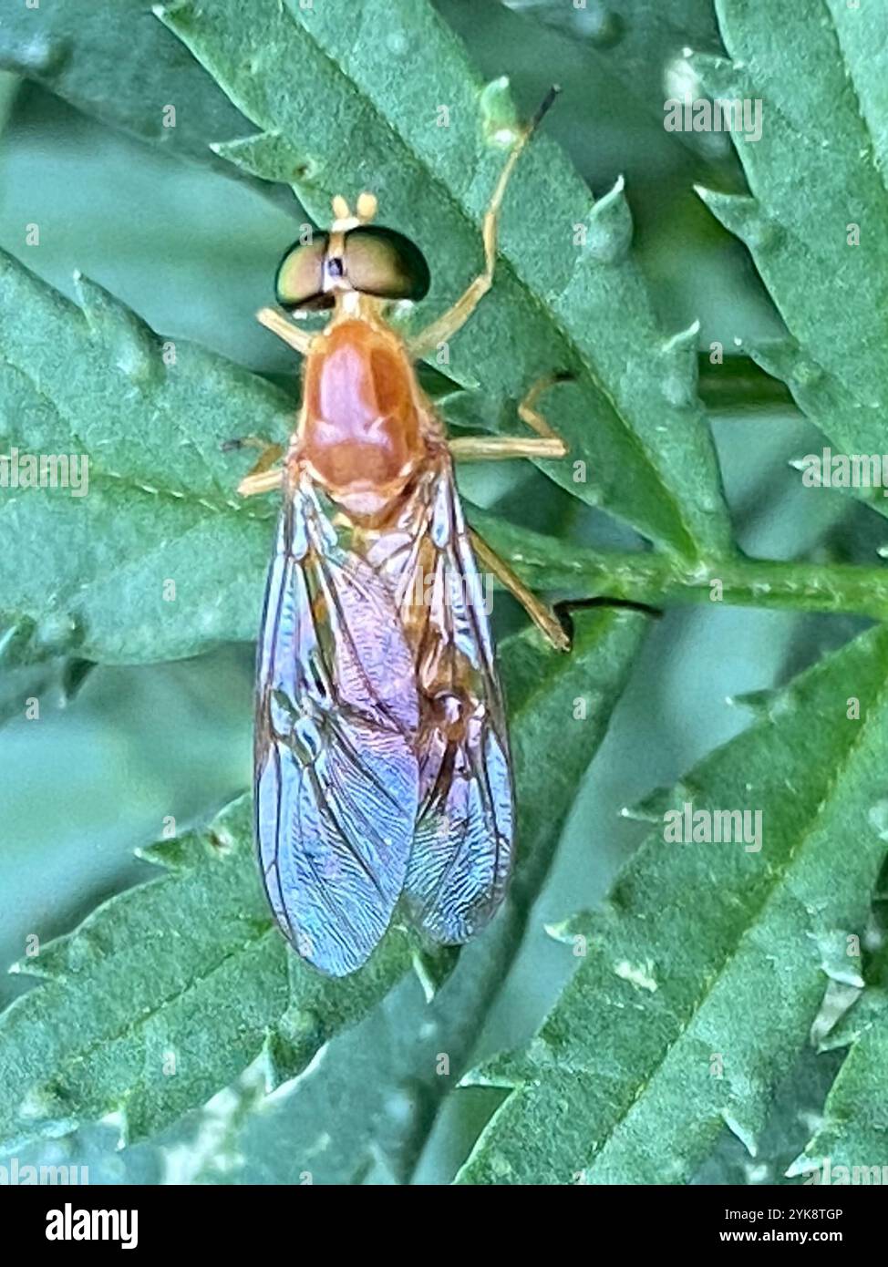 Compost Fly (Ptecticus trivittatus Stock Photo - Alamy