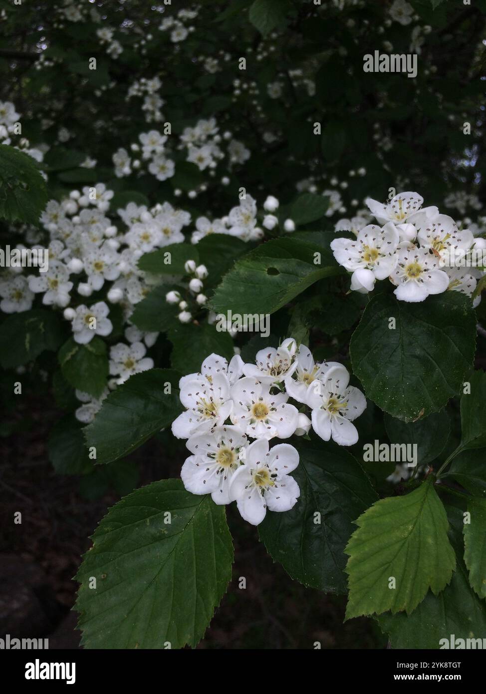 Caughnawaga hi-res stock photography and images - Alamy