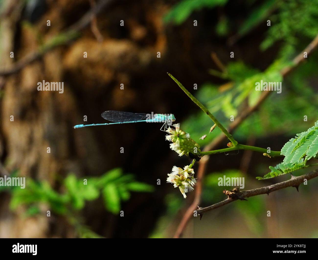 Red Cutch Tree (Senegalia chundra Stock Photo - Alamy