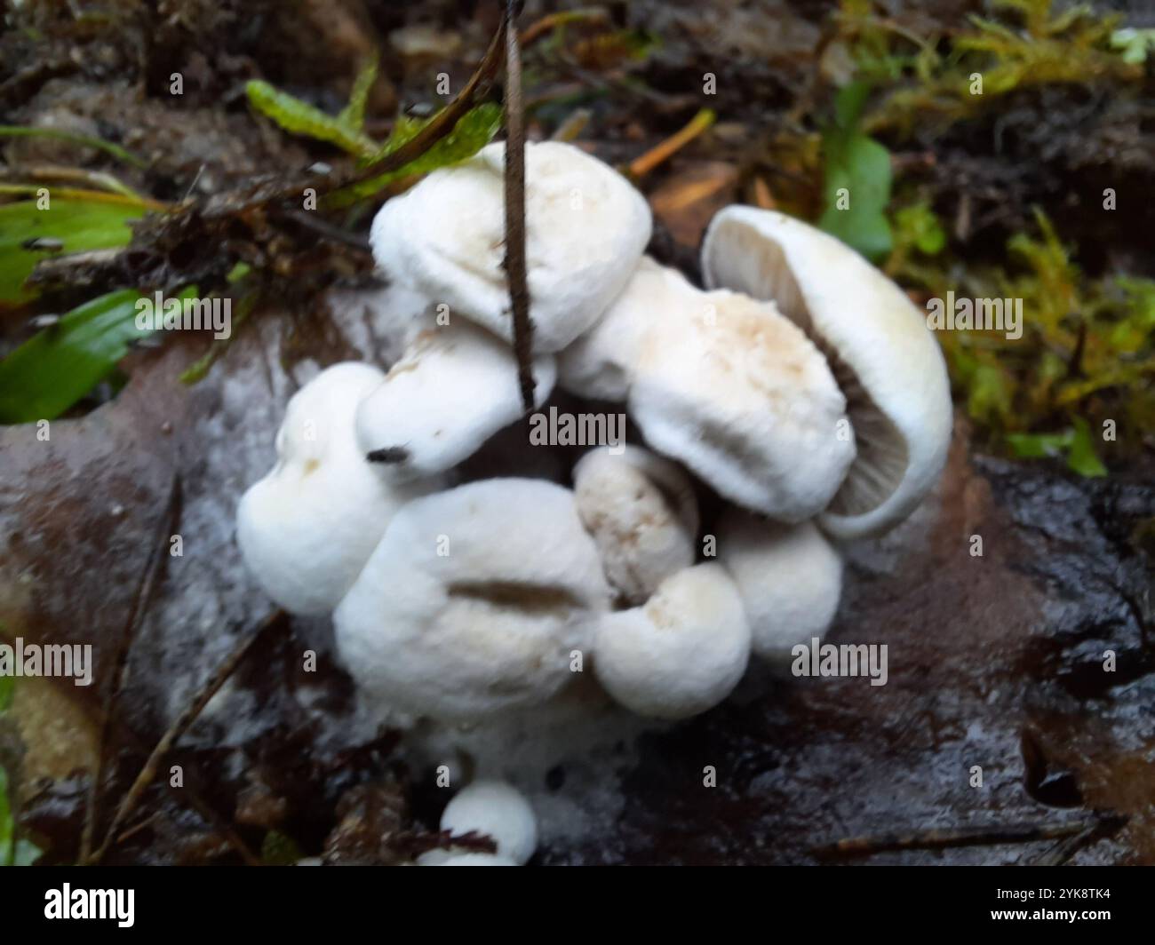 Powder Cap (Asterophora lycoperdoides Stock Photo - Alamy