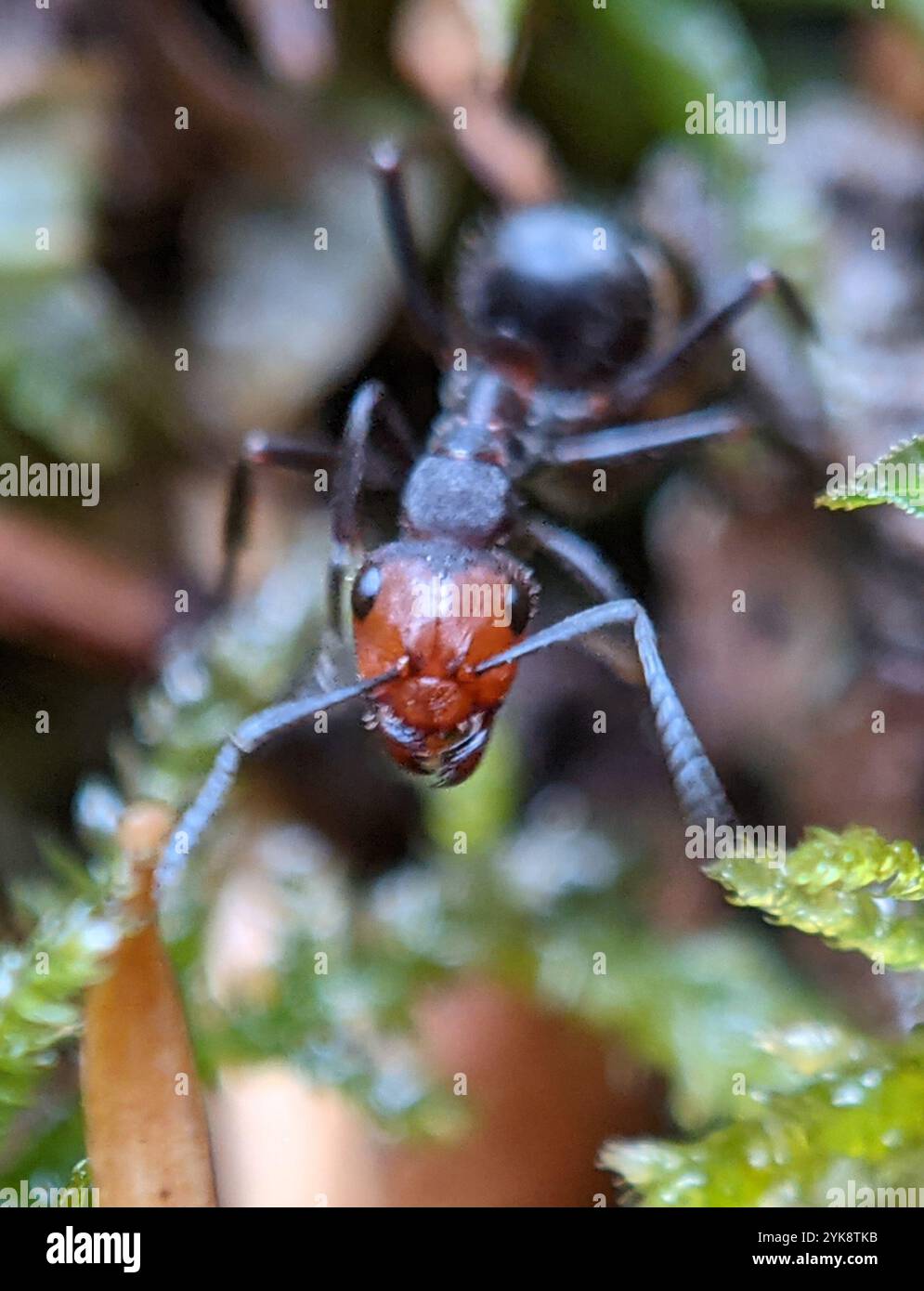 Western thatching ant hi-res stock photography and images - Alamy