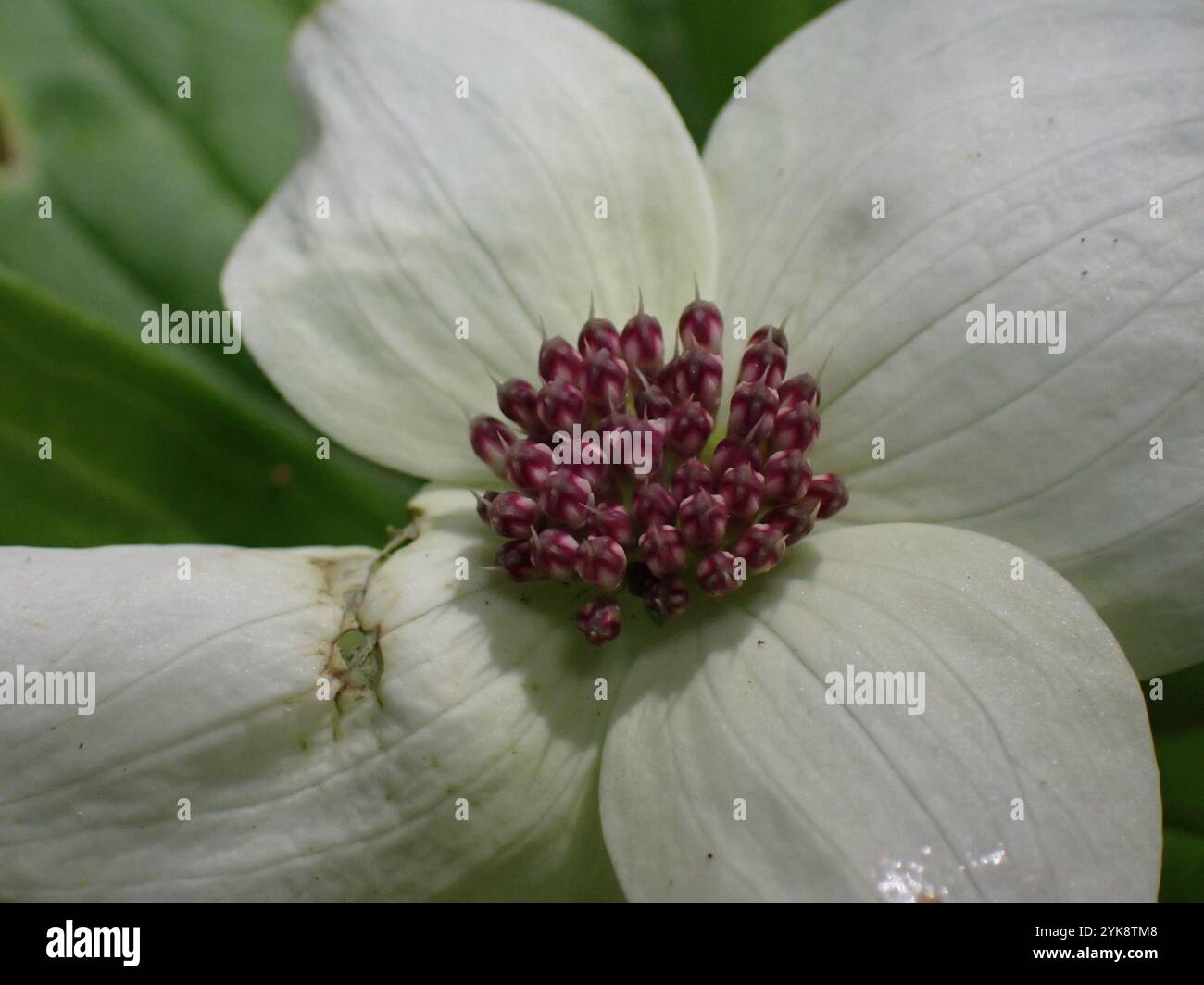 Western Bunchberry (Cornus unalaschkensis Stock Photo - Alamy