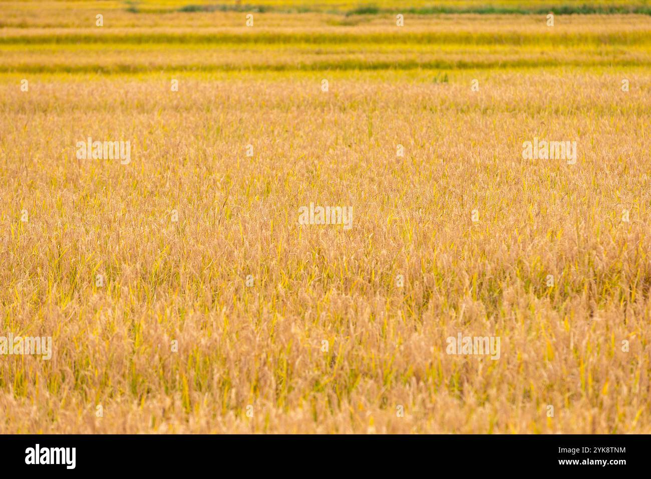 Rice (paddy) field in Paro, Bhutan Stock Photo - Alamy