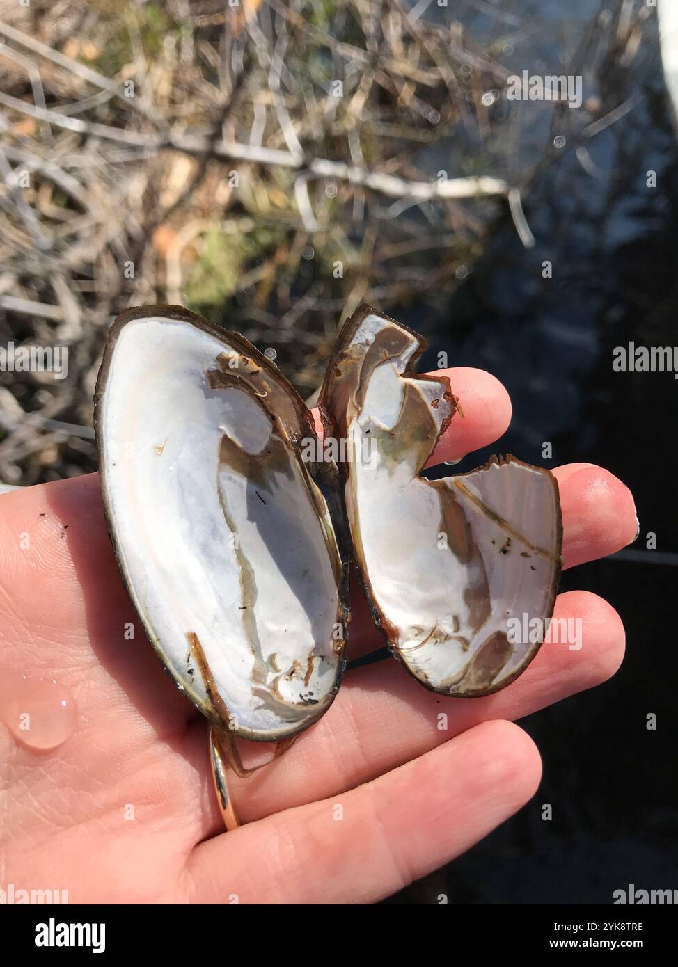 Eastern Elliptio (Elliptio complanata Stock Photo - Alamy