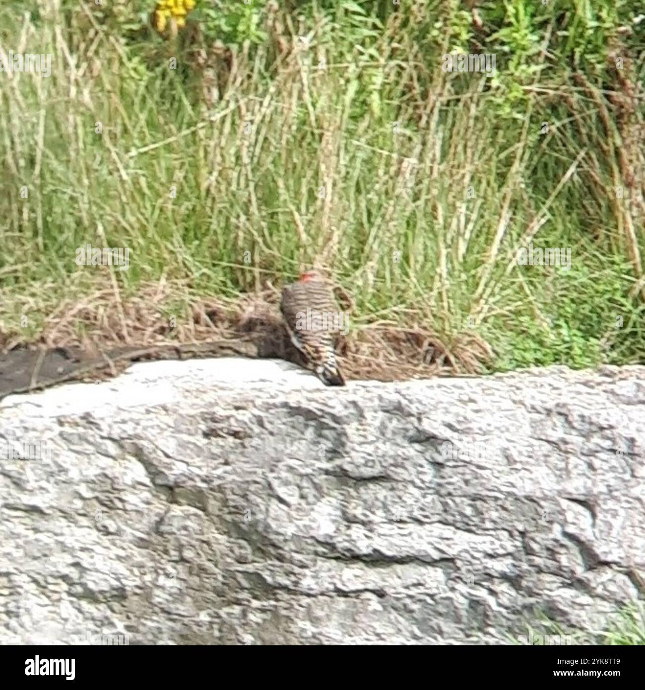 Northern Flicker (Colaptes auratus Stock Photo - Alamy