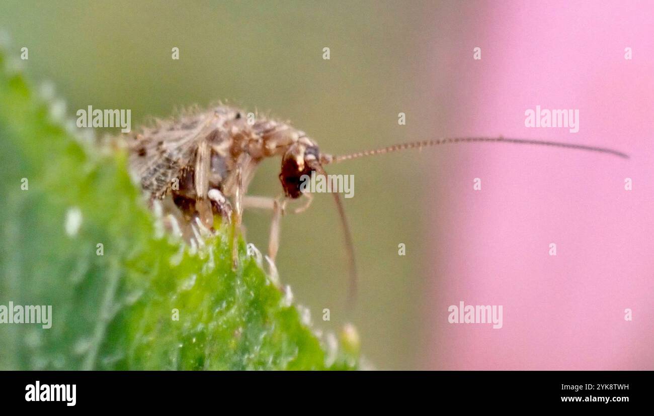Micromus variegatus hi-res stock photography and images - Alamy