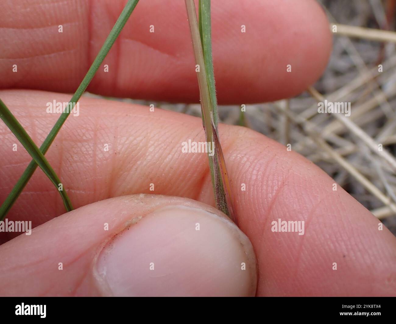 Bulbous Bluegrass (Poa bulbosa Stock Photo - Alamy