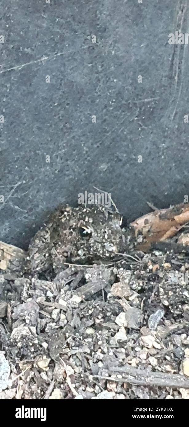 Bumpy Rocket Frog (Litoria inermis Stock Photo - Alamy