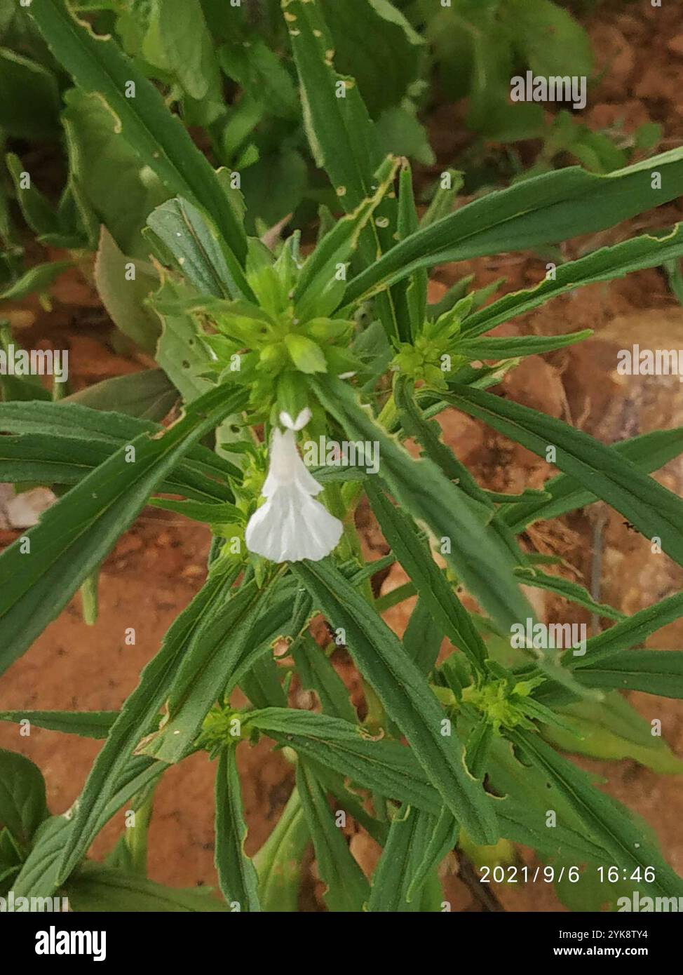 lavender-leaved leucas (Leucas lavandulifolia Stock Photo - Alamy