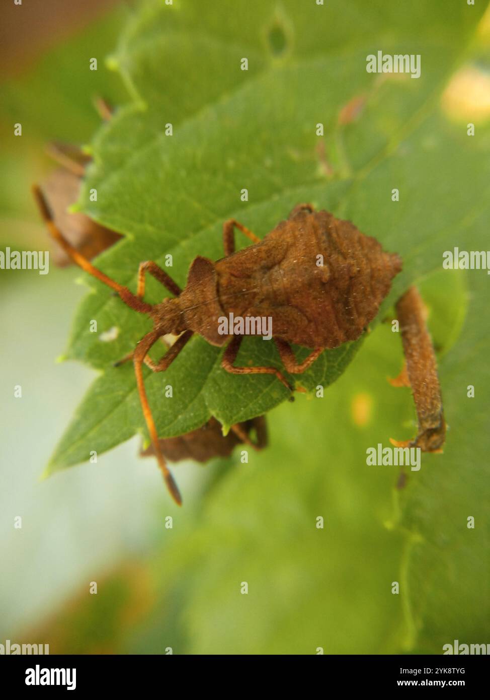 Dock Bug (Coreus marginatus Stock Photo - Alamy