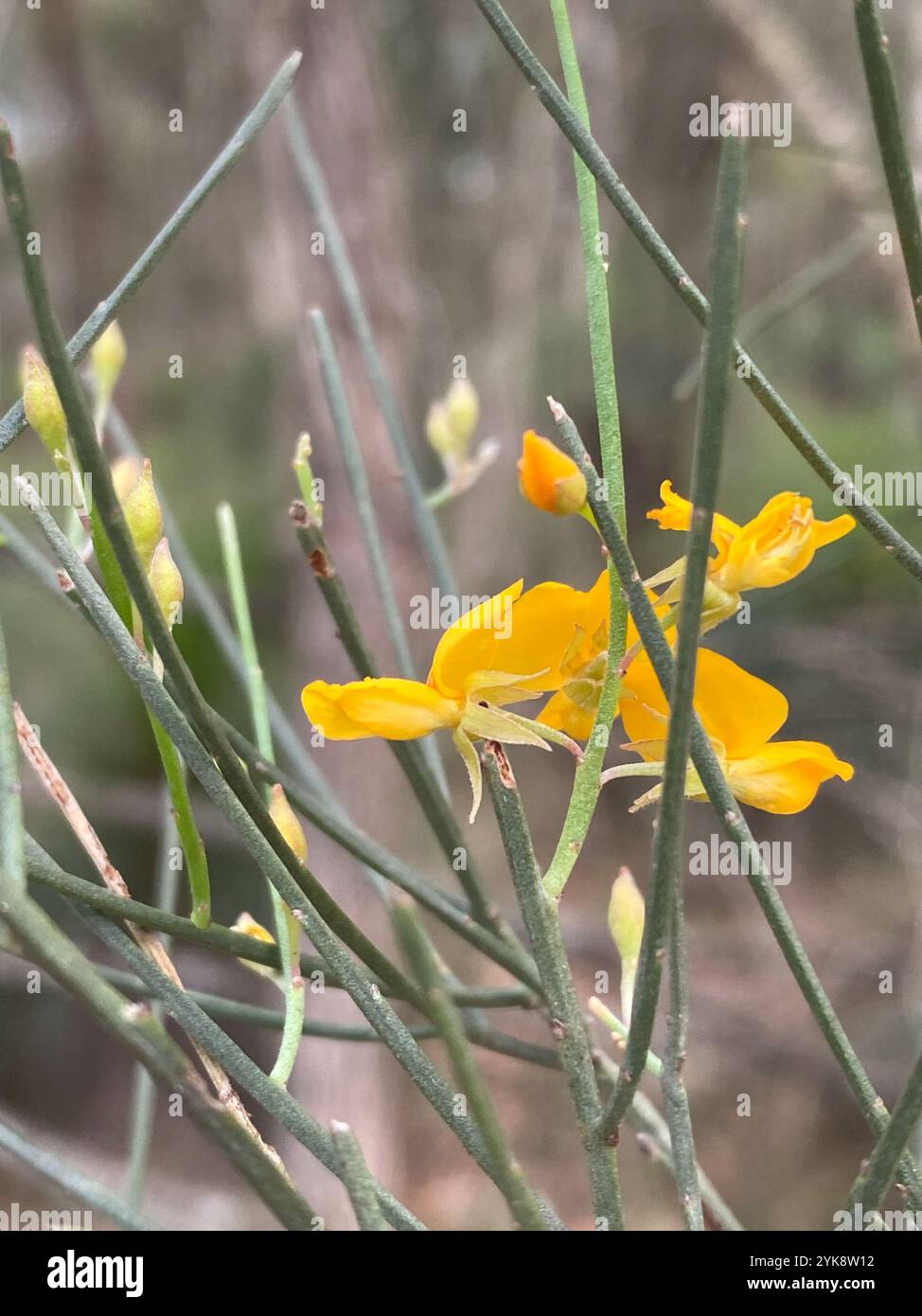 winged broom-pea (Jacksonia scoparia Stock Photo - Alamy