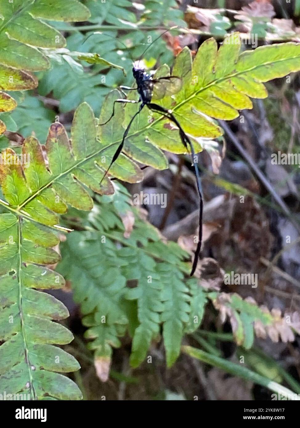 American Pelecinid Wasp (Pelecinus polyturator Stock Photo - Alamy