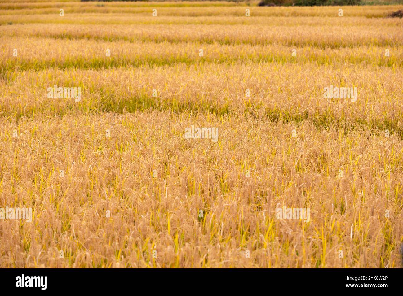 Aerial open rice paddy field hi-res stock photography and images - Alamy