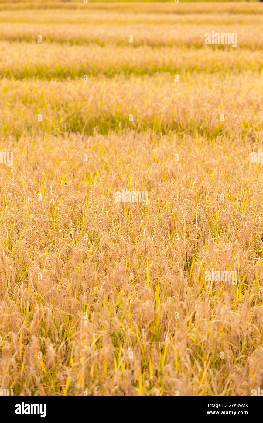 Open paddy hi-res stock photography and images - Alamy