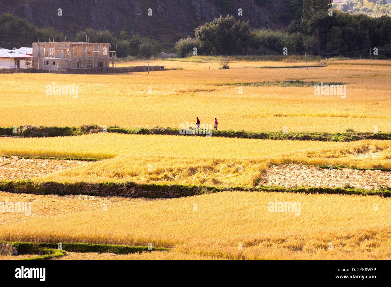 Rice (paddy) fields in different stages of harvesting, Paro – Thimphu ...