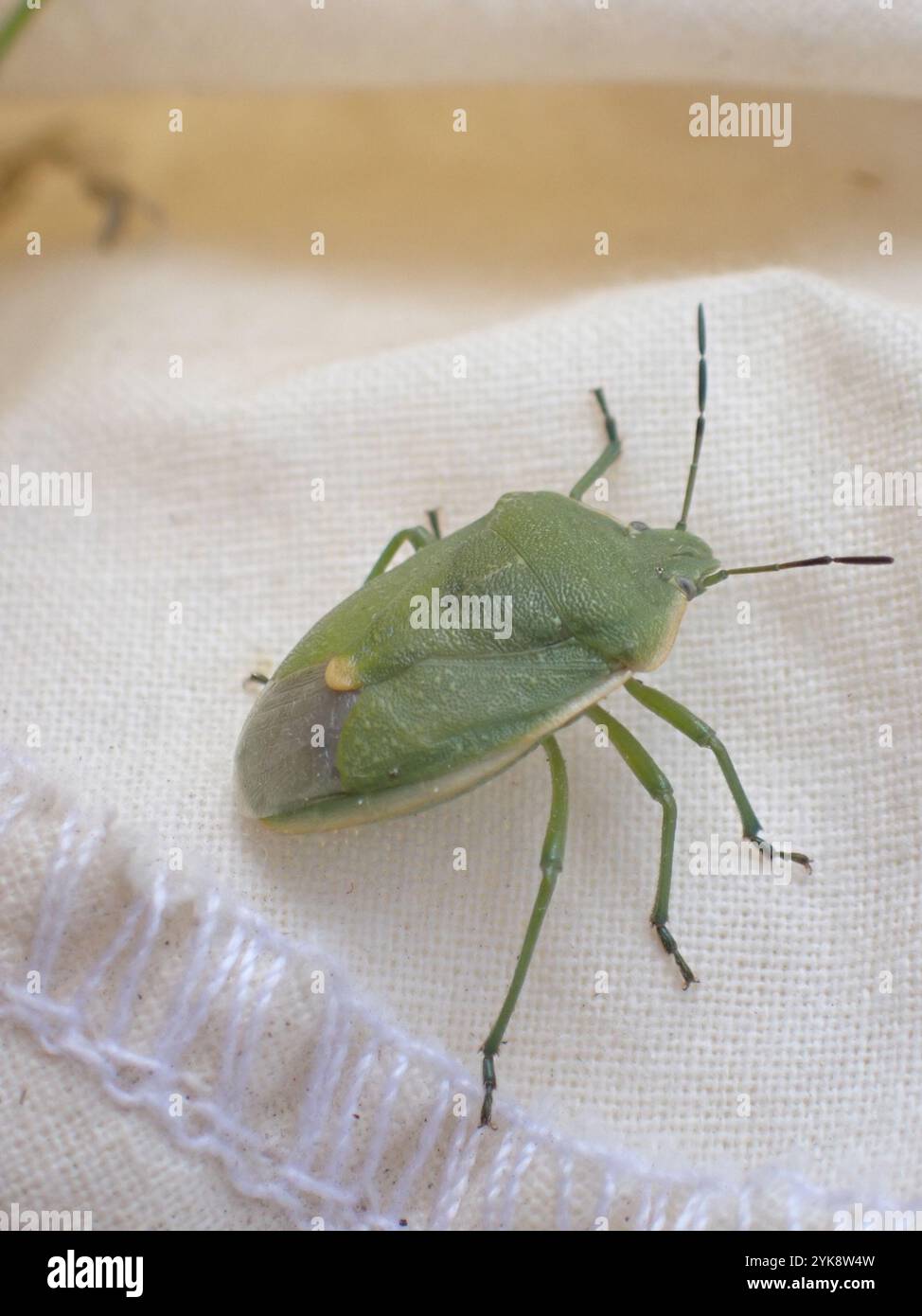 Chlorochroa hi-res stock photography and images - Alamy