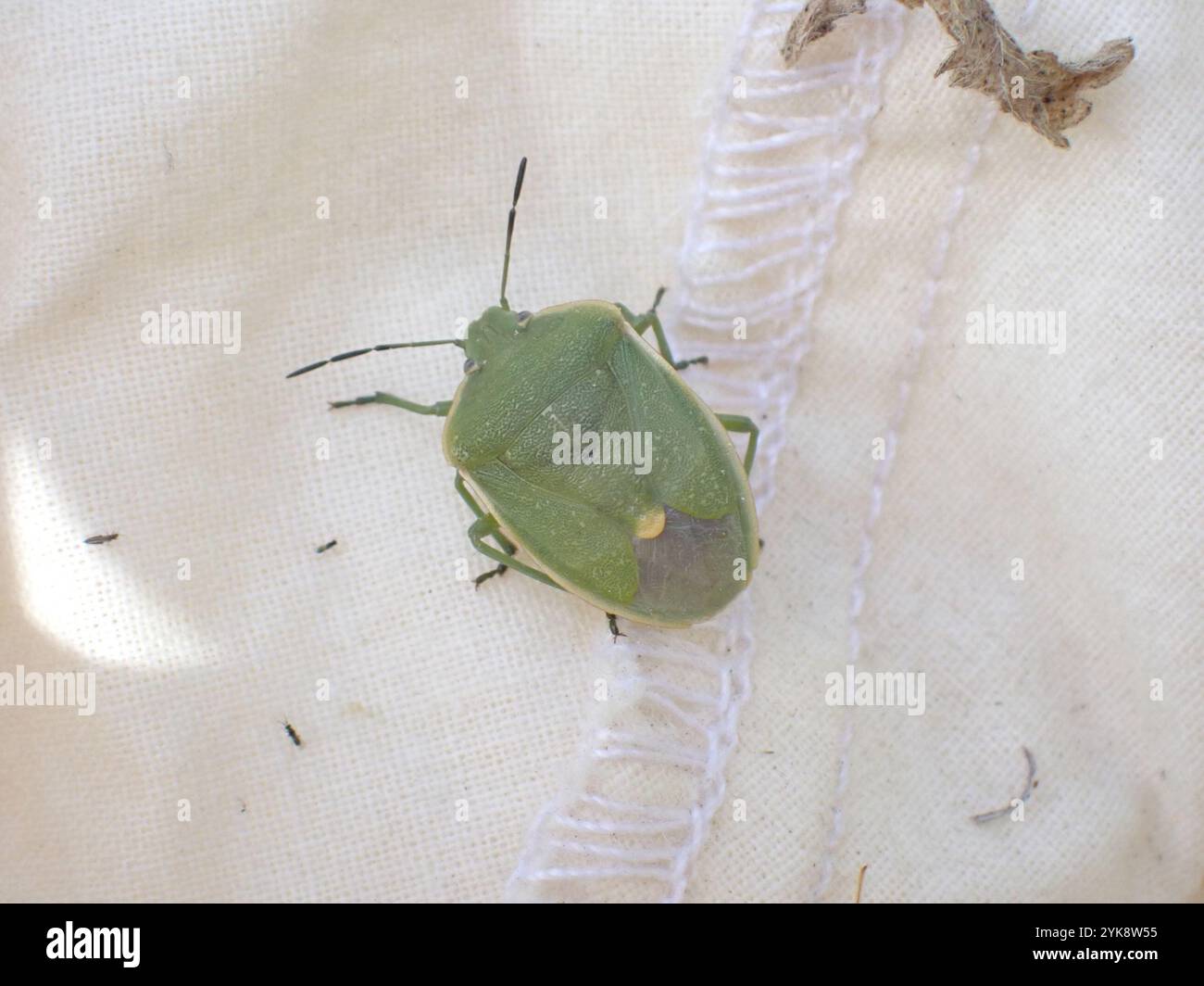 Chlorochroa hi-res stock photography and images - Alamy