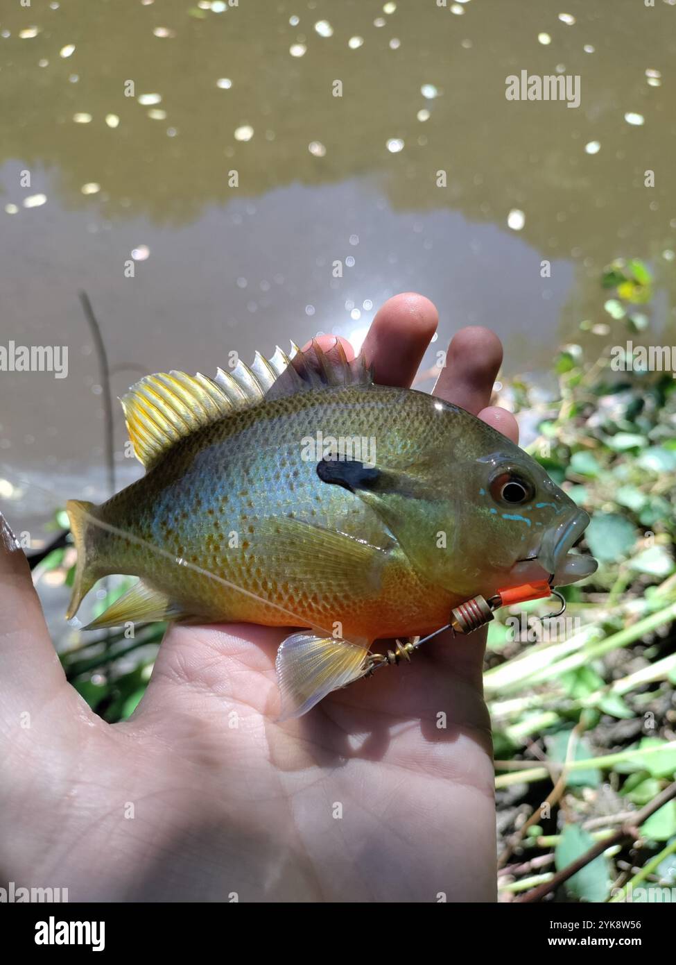Redbreast sunfish hi-res stock photography and images - Alamy