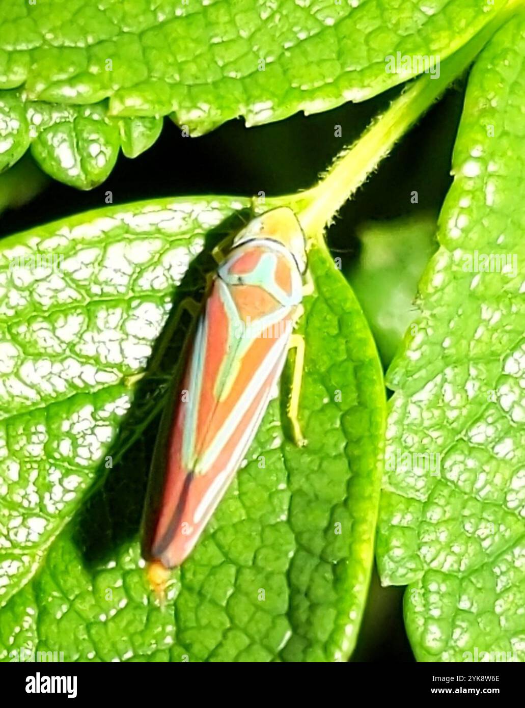 Red banded leafhopper hi-res stock photography and images - Alamy