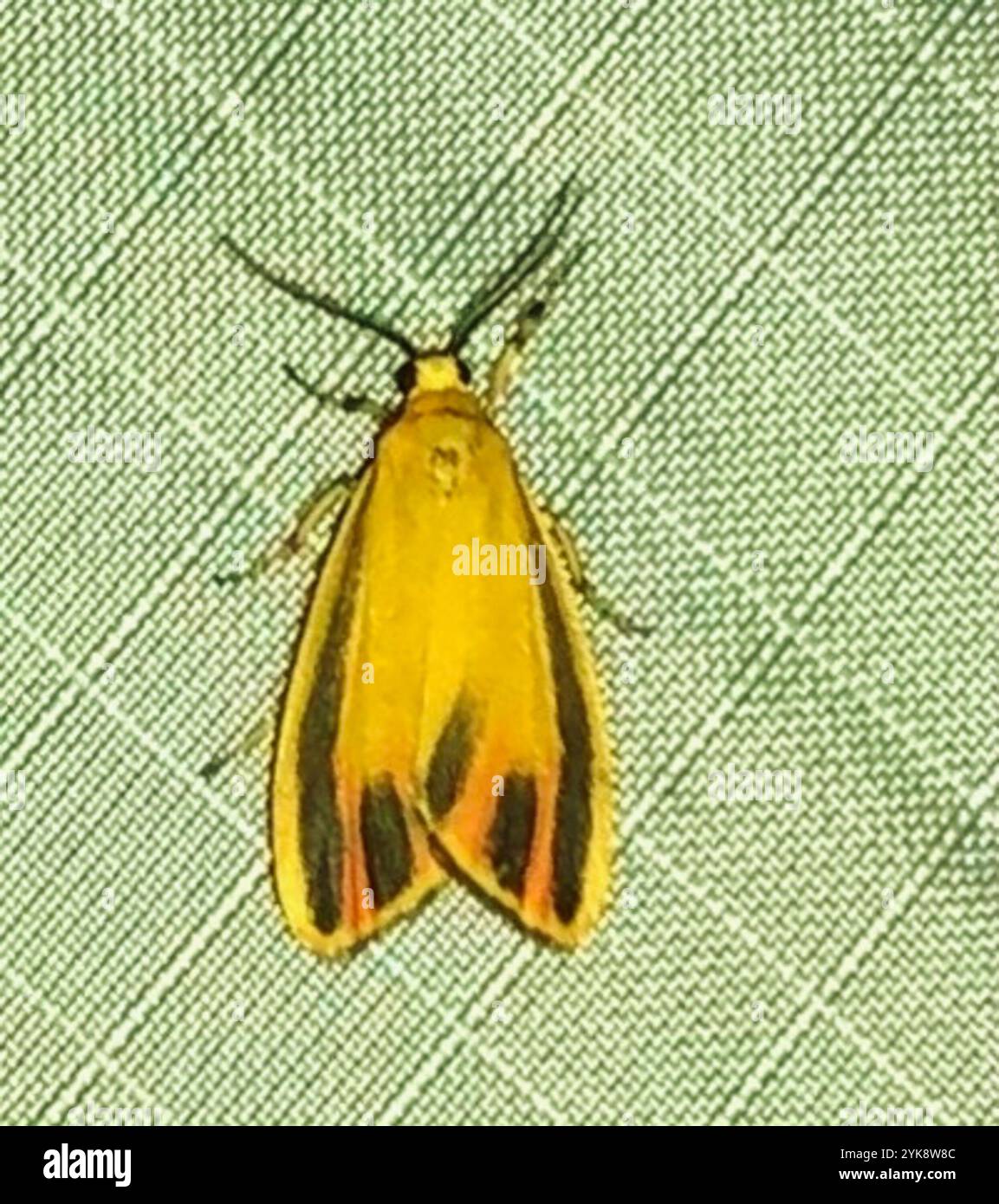 Painted Lichen Moth (Hypoprepia fucosa Stock Photo - Alamy