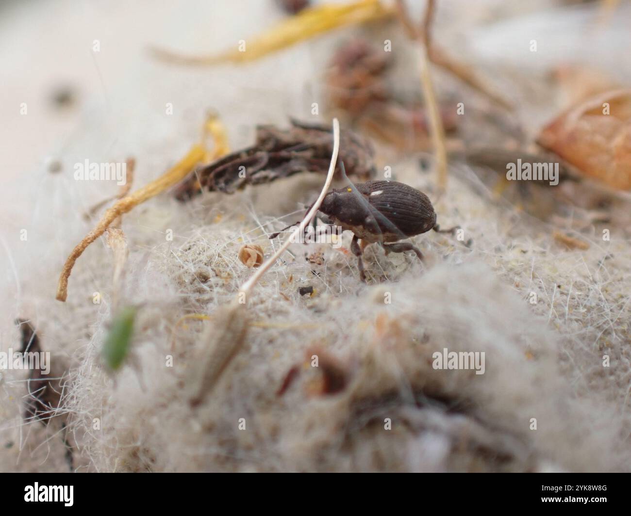 Punctiger hi-res stock photography and images - Alamy