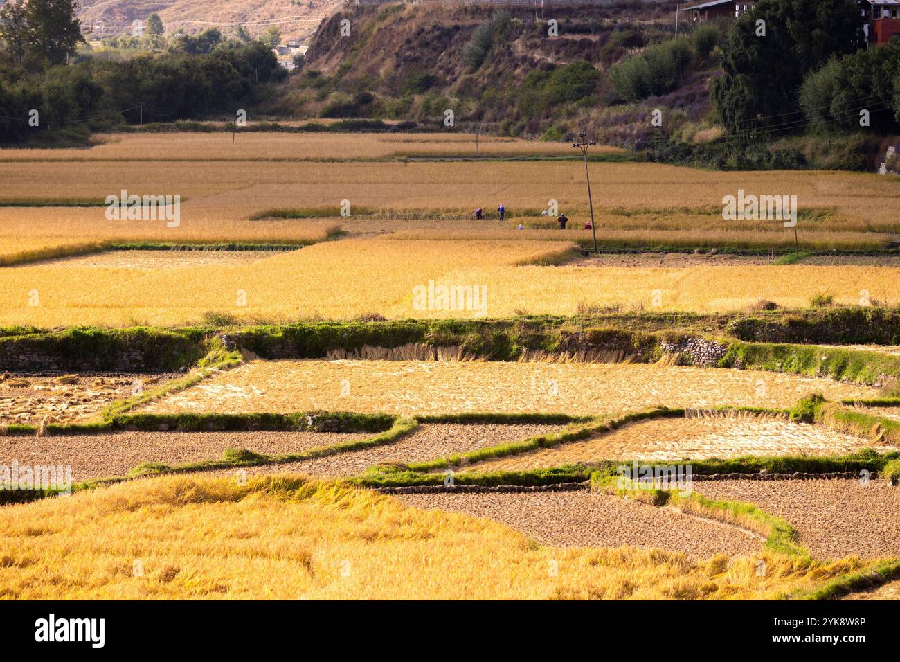 Rice (paddy) fields in different stages of harvesting, Paro – Thimphu ...