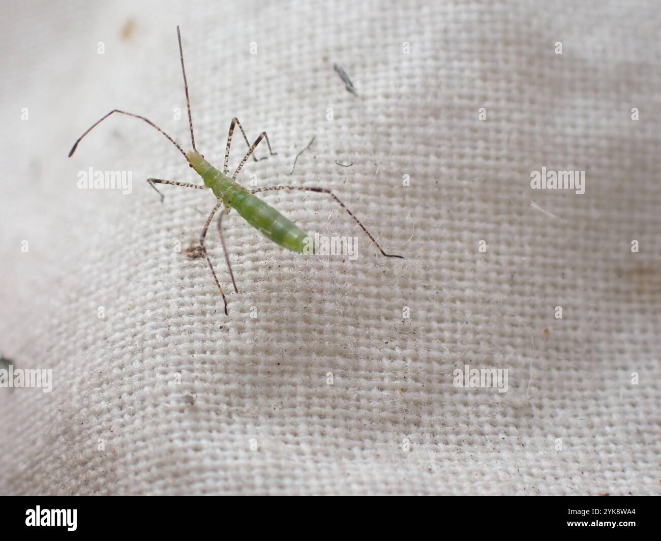 True Bugs (Heteroptera Stock Photo - Alamy