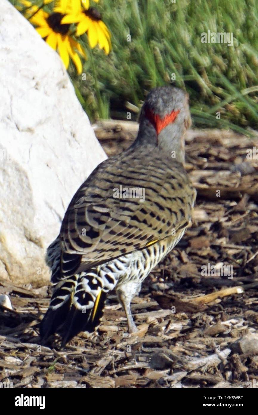 Northern Flicker (Colaptes auratus Stock Photo - Alamy