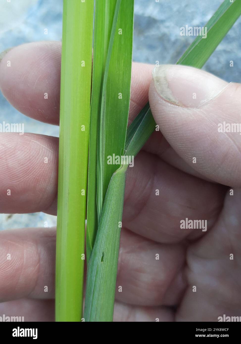 Barnyard Grasses (Echinochloa Stock Photo - Alamy