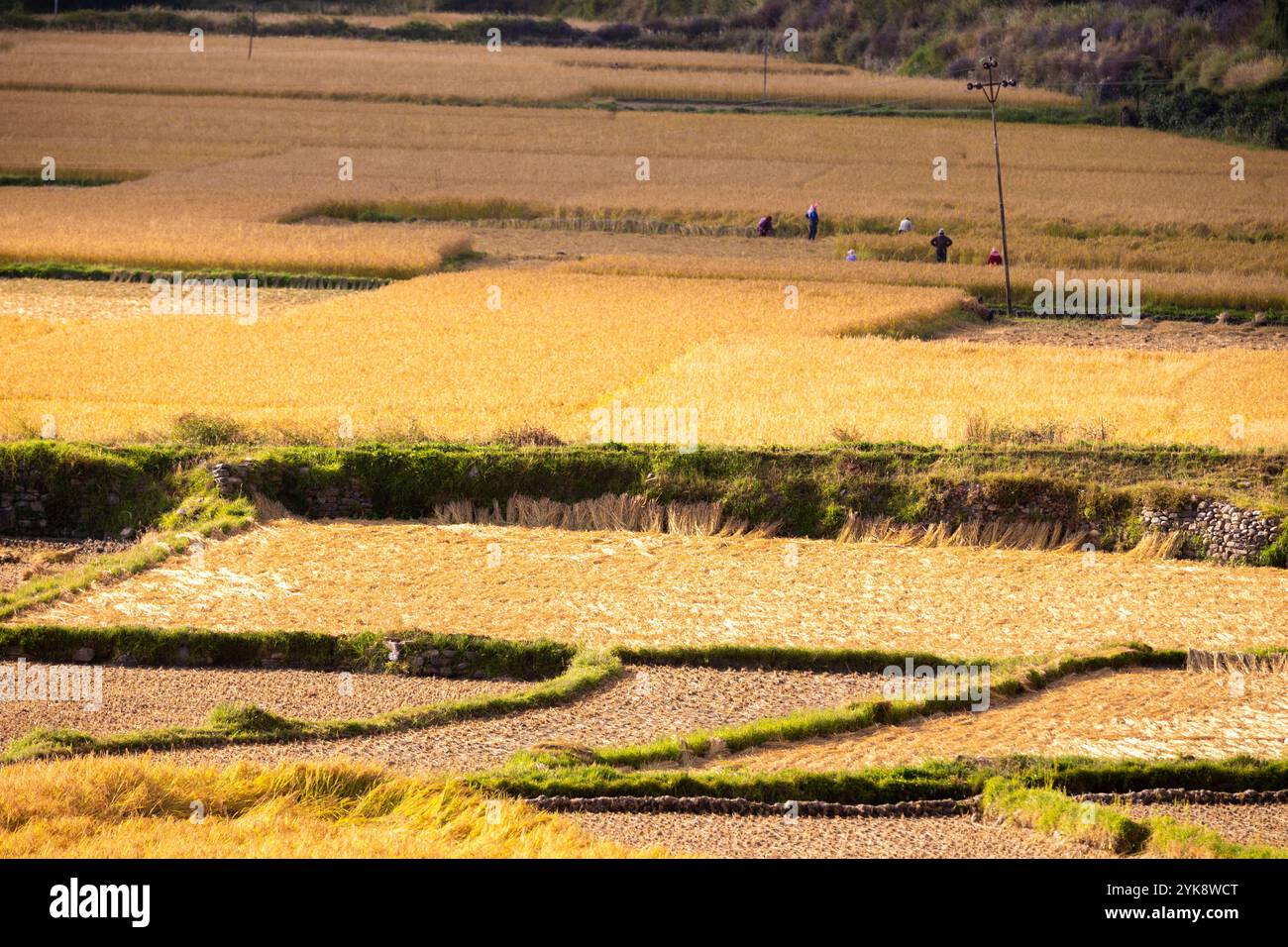 Rice (paddy) fields in different stages of harvesting, Paro – Thimphu ...