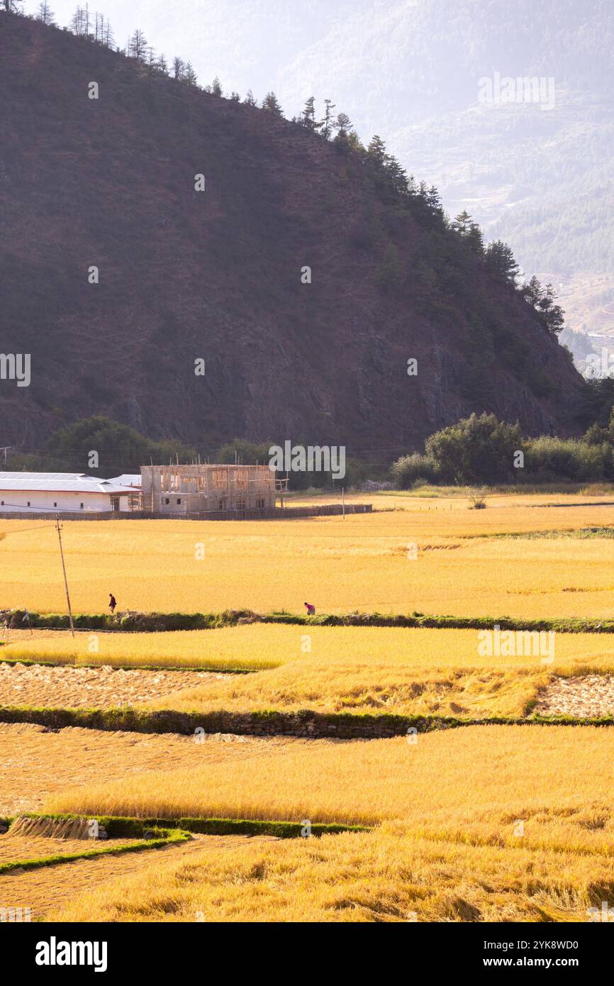 Rice (paddy) fields in different stages of harvesting, Paro – Thimphu ...