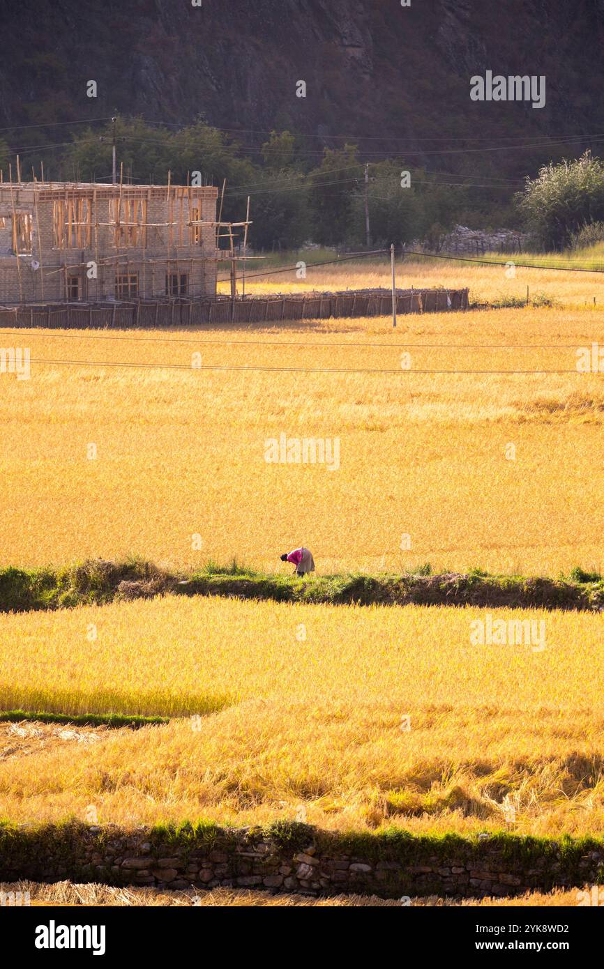 Rice (paddy) fields in different stages of harvesting, Paro – Thimphu ...