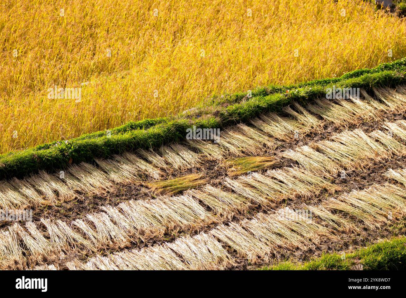 Rice (paddy) fields in different stages of harvesting, Paro – Thimphu ...