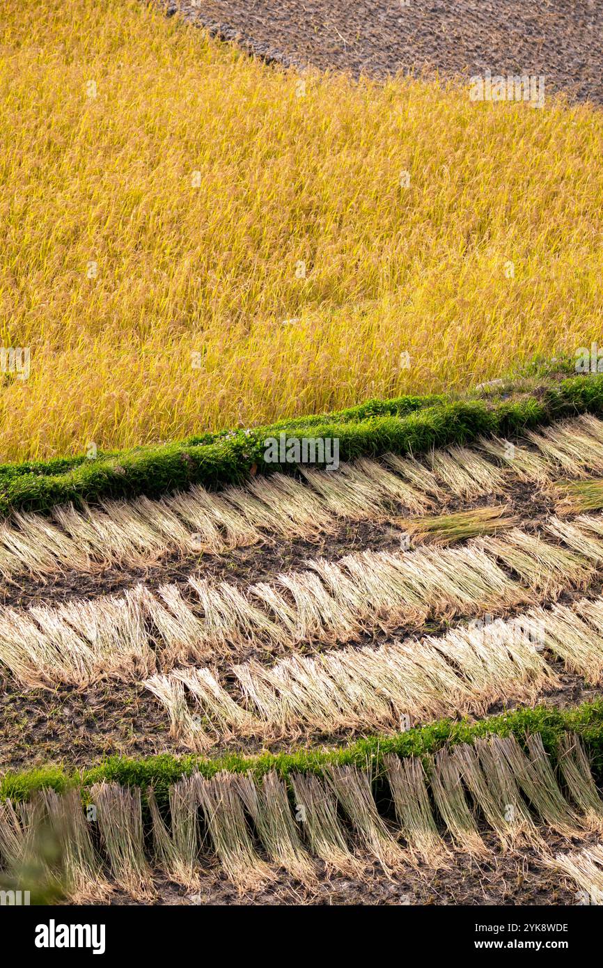 Rice (paddy) fields in different stages of harvesting, Paro – Thimphu ...