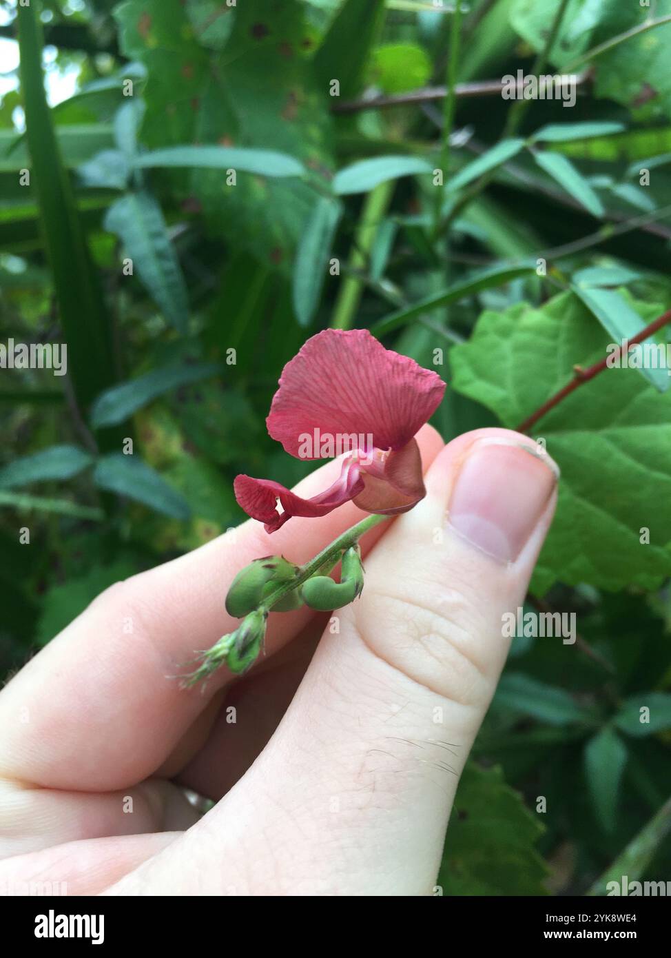Phasey Bean (Macroptilium lathyroides Stock Photo - Alamy