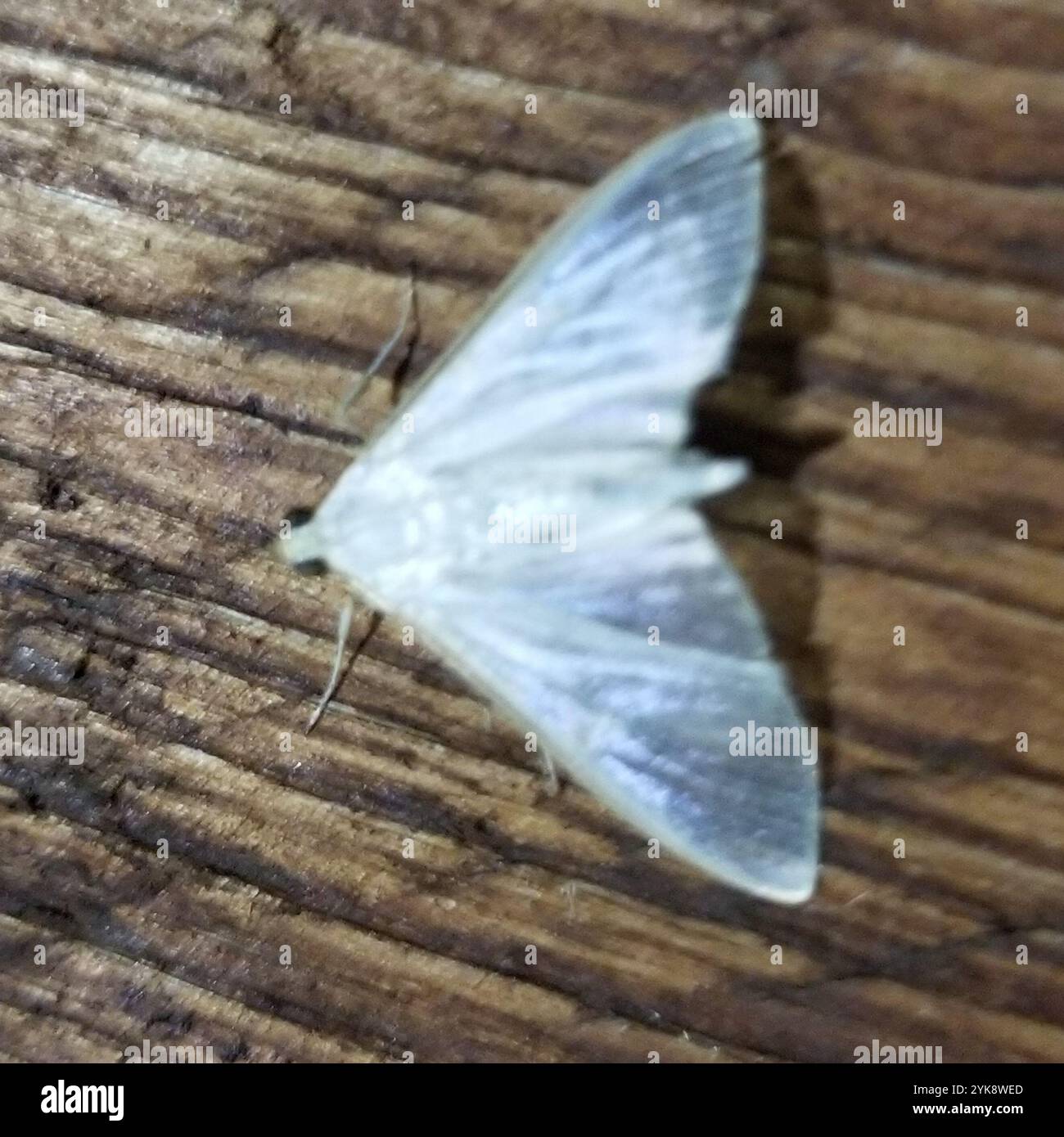 Jasmine Moth (Palpita vitrealis Stock Photo - Alamy