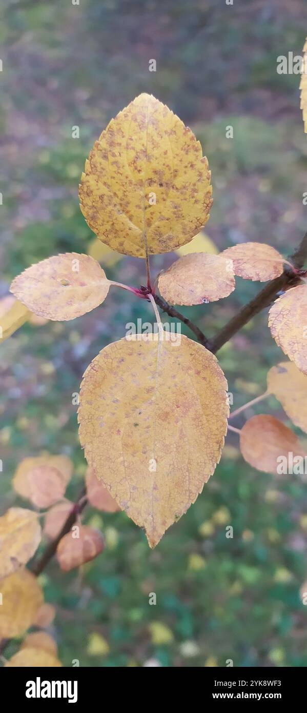 Siberian crabapple (Malus baccata Stock Photo - Alamy