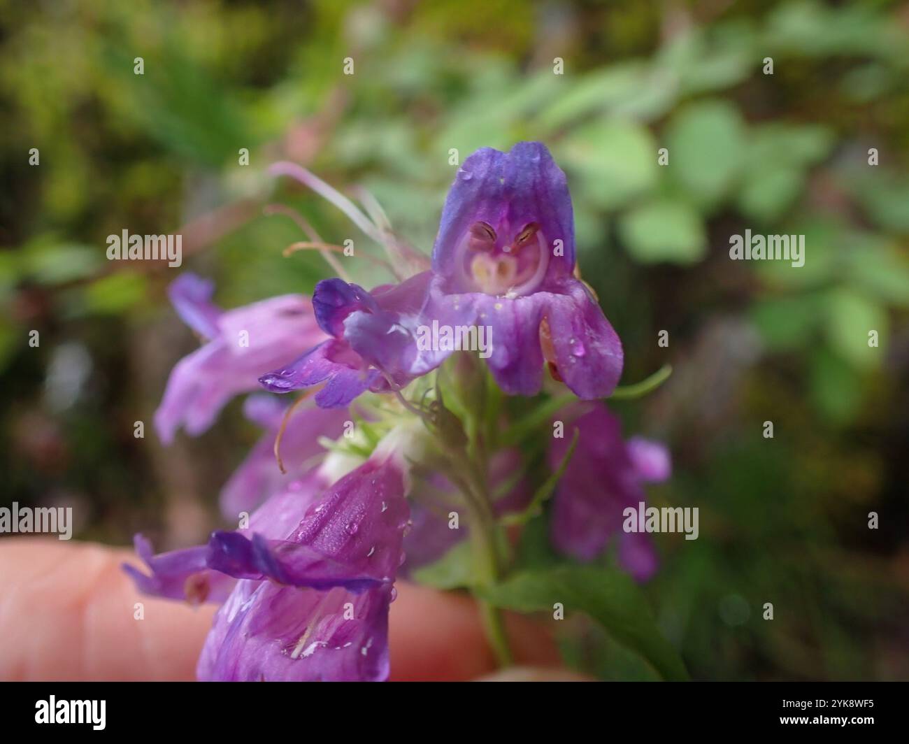 Penstemon serrulatus hi-res stock photography and images - Alamy