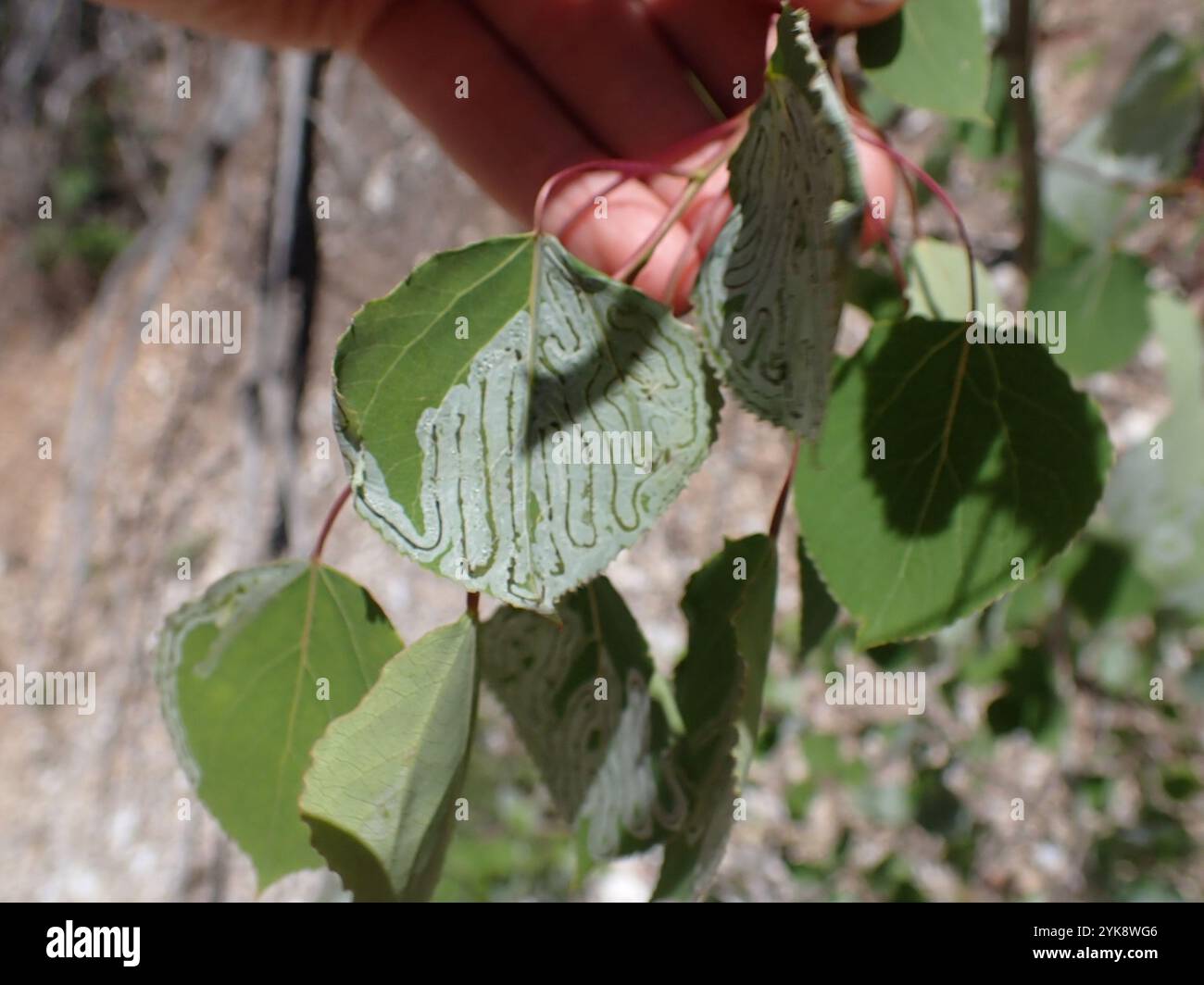 Aspen Serpentine Leafminer Moth (Phyllocnistis populiella Stock Photo ...