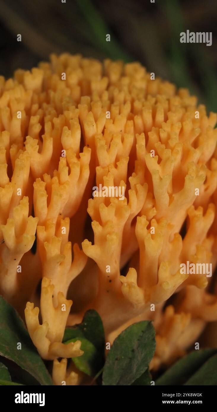 Coral Fungi (Ramaria Stock Photo - Alamy