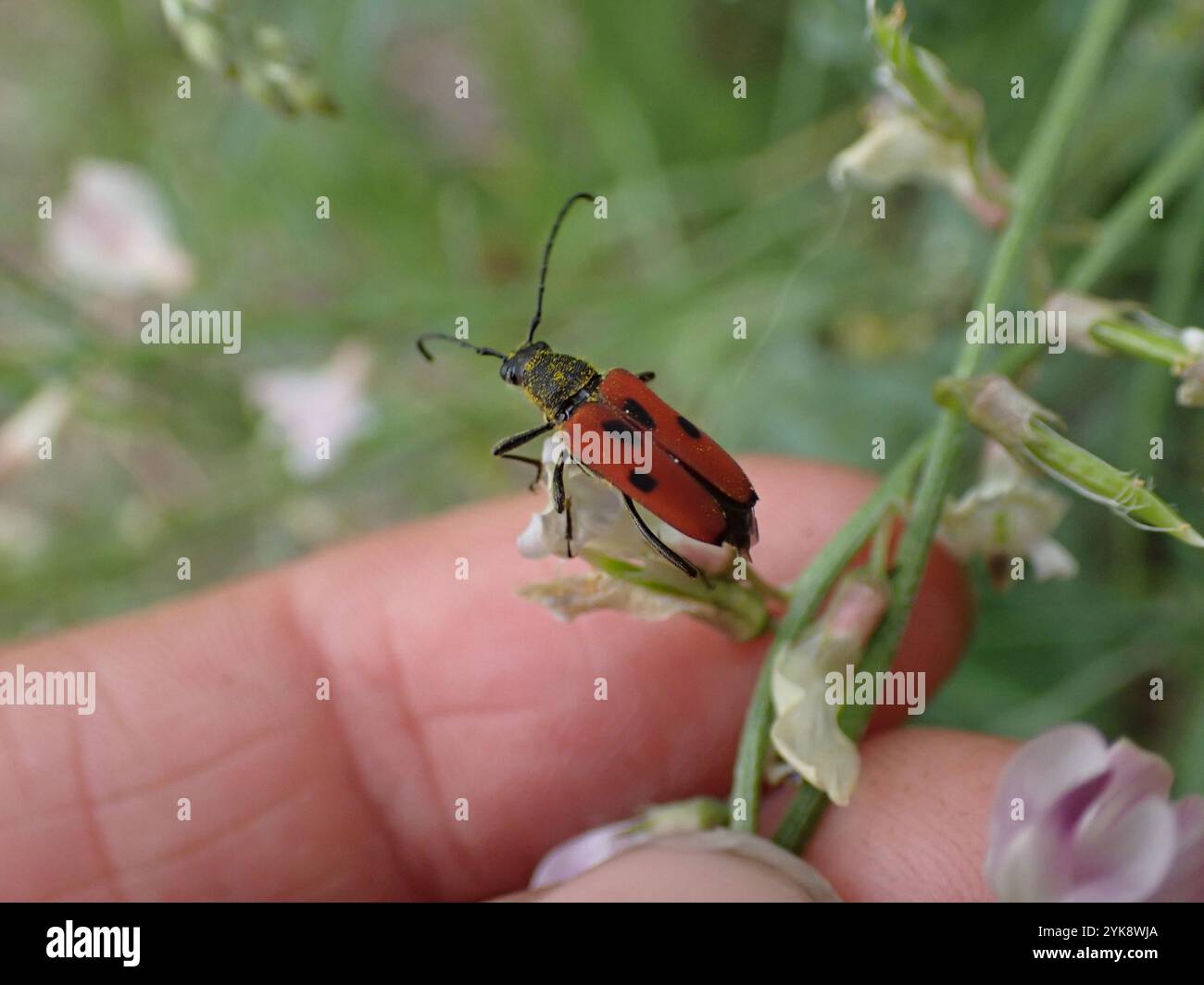 Dimorphic Flower Longhorn Beetle (Anastrangalia laetifica Stock Photo ...