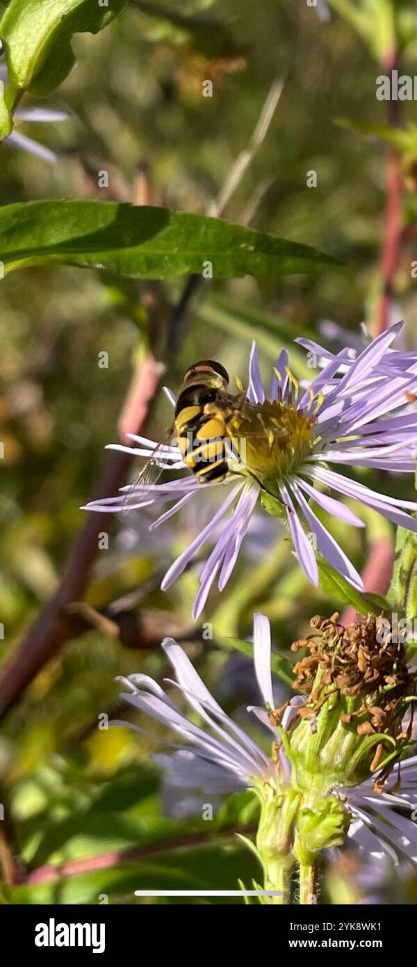 Transverse-banded Flower Fly (Eristalis transversa Stock Photo - Alamy