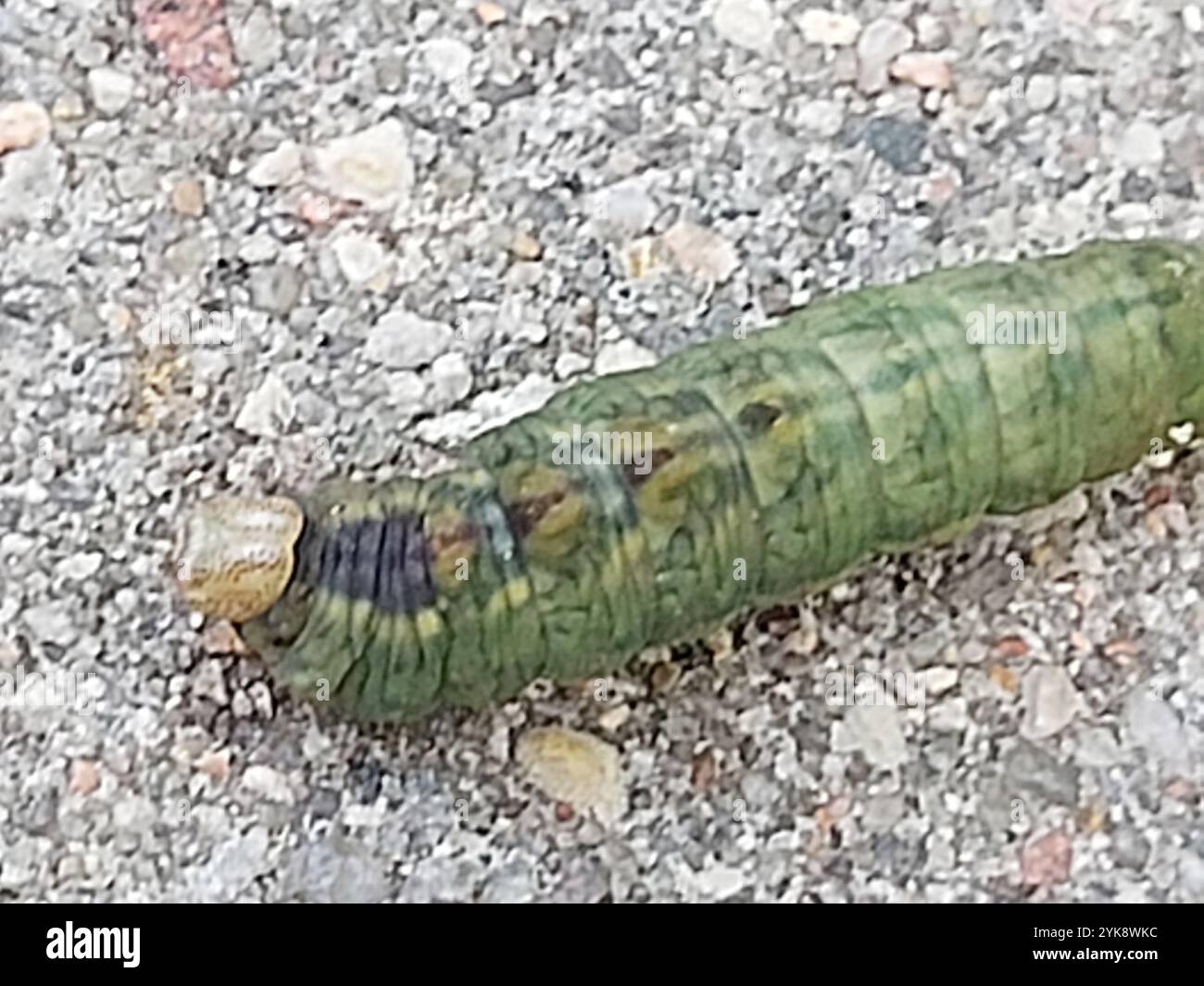 Prominent Moths (Notodontidae Stock Photo - Alamy