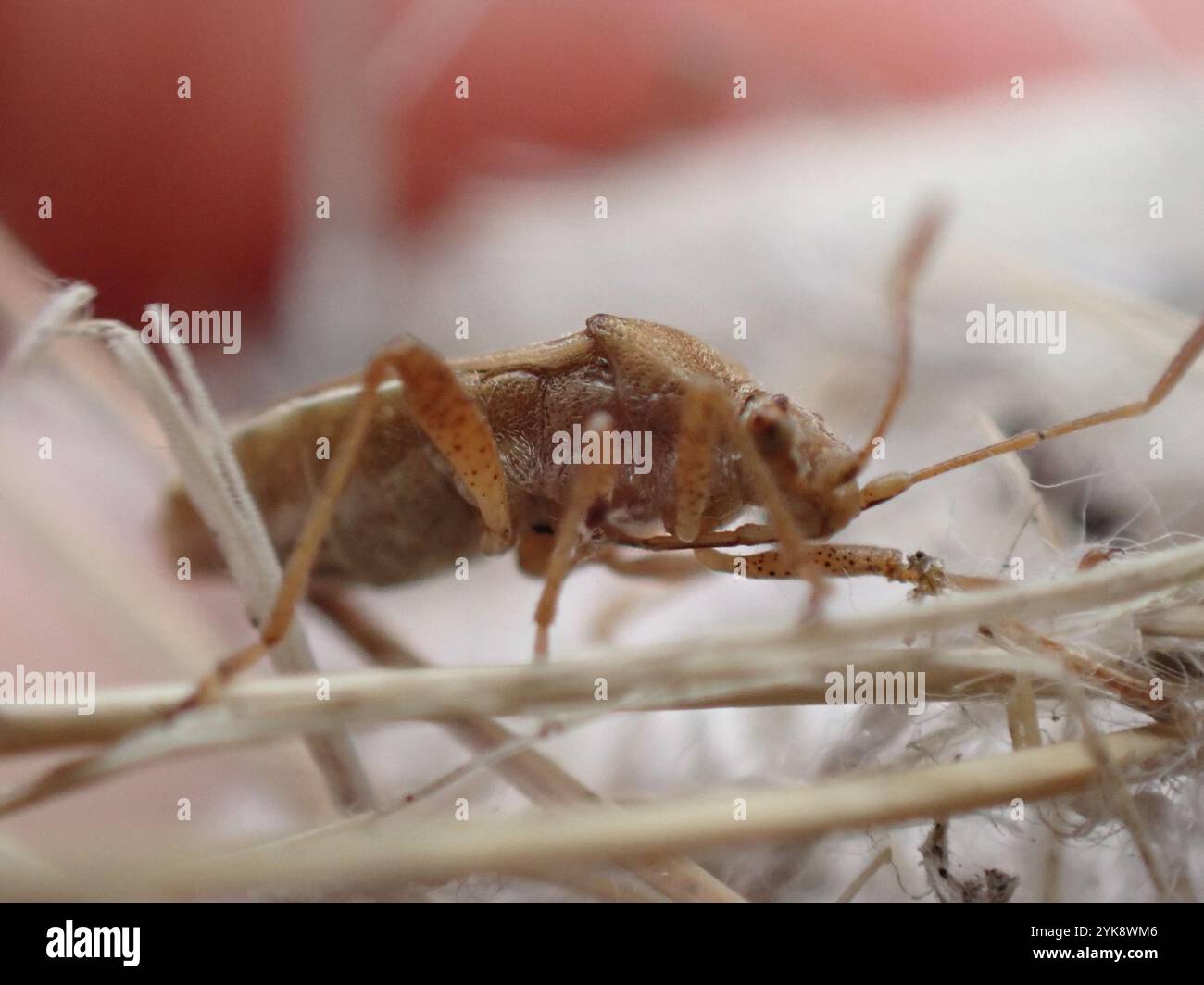 Scentless Plant Bugs (Rhopalidae Stock Photo - Alamy
