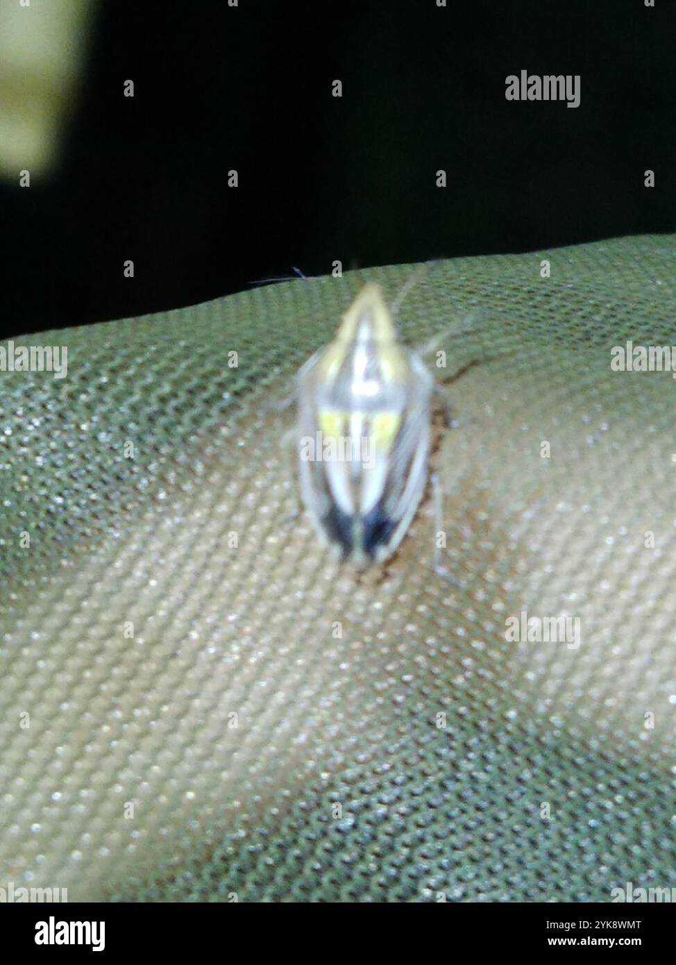 Aelia rostrata hi-res stock photography and images - Alamy