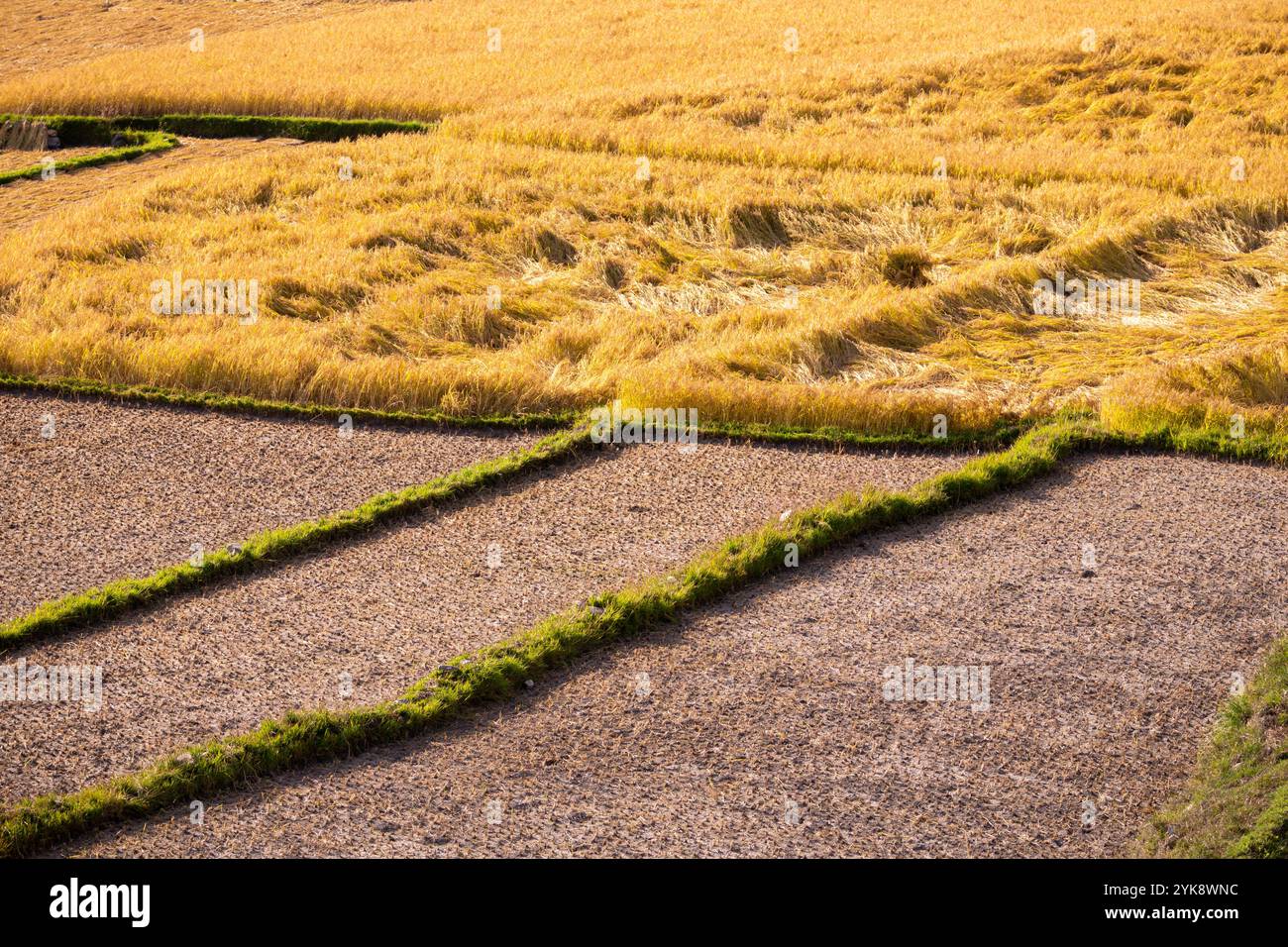 Rice (paddy) fields in different stages of harvesting, Paro – Thimphu ...