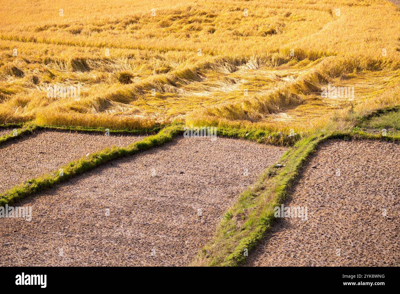 Rice (paddy) fields in different stages of harvesting, Paro – Thimphu ...