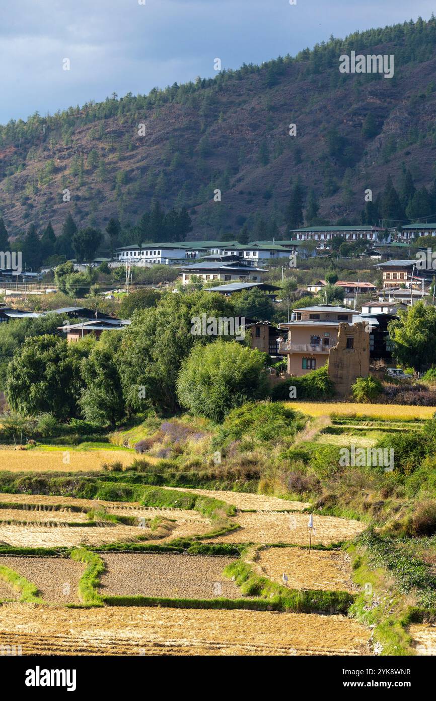 Rice (paddy) fields in different stages of harvesting, Paro – Thimphu ...