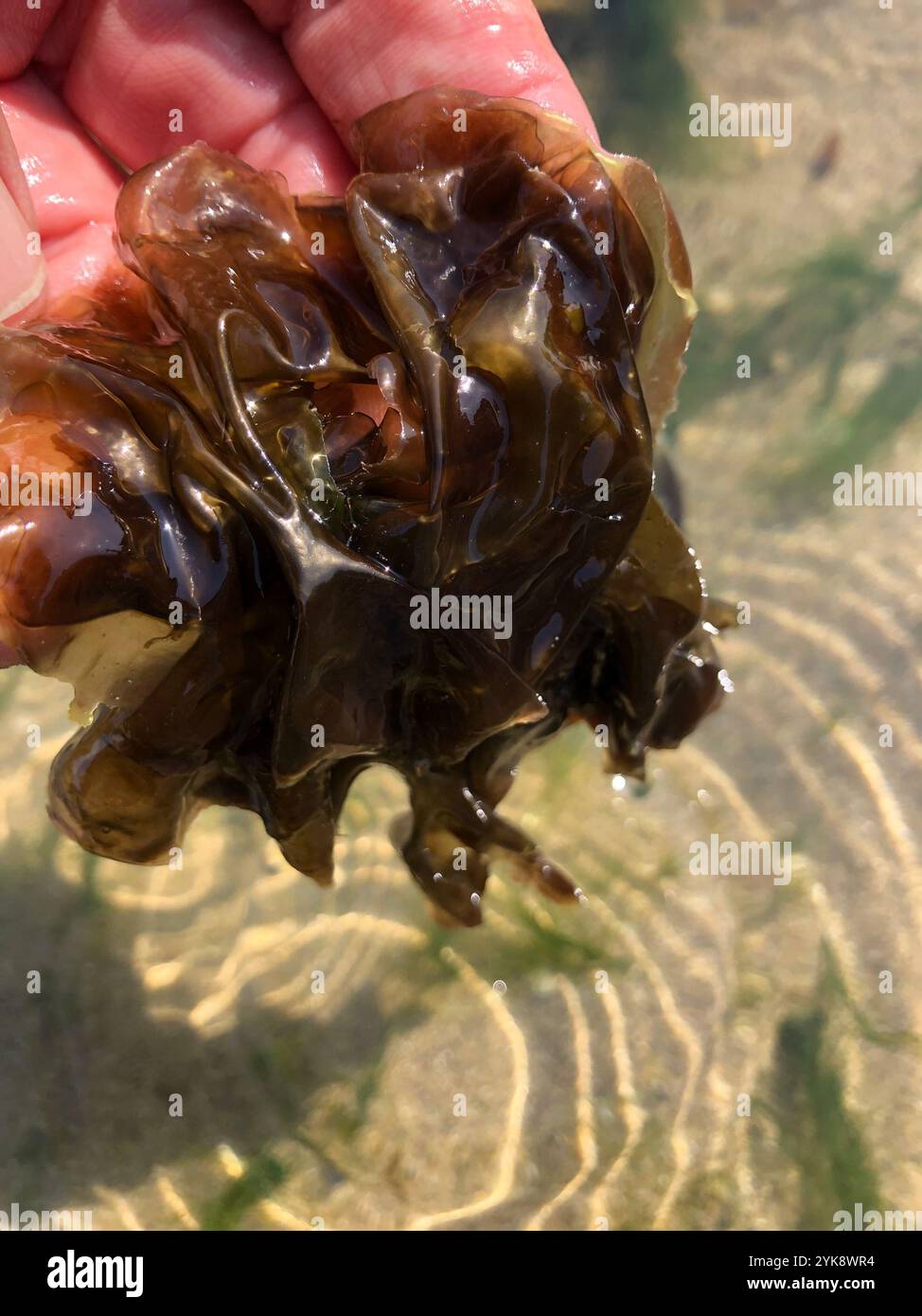 Pyropia hi-res stock photography and images - Alamy